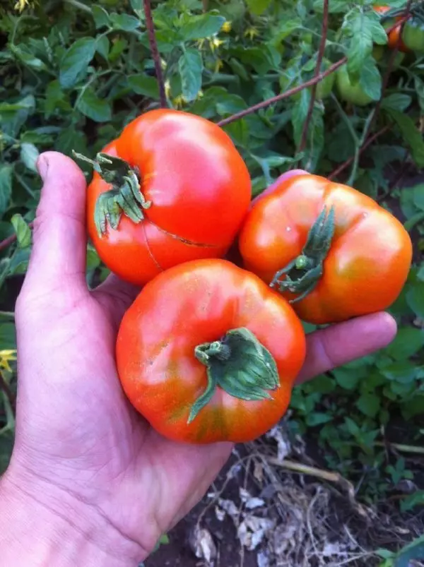 En rekke alfa tomater