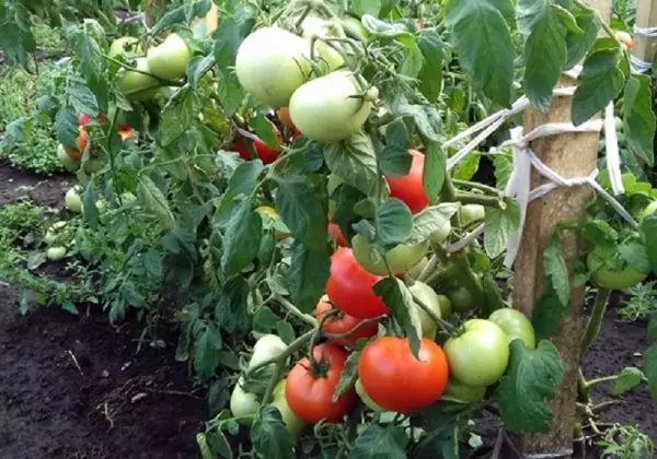 Tomaten Varietéit
