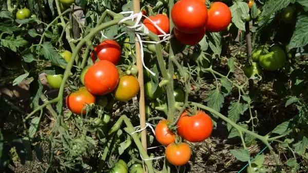 Tomatiko tomatikoen barietatea