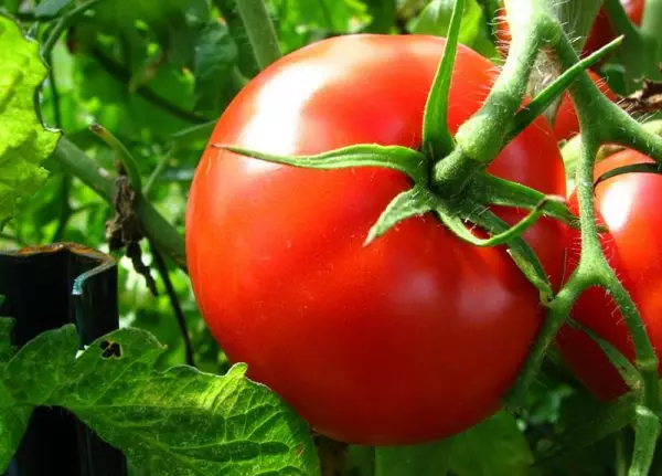 Pomidor Corol bozori
