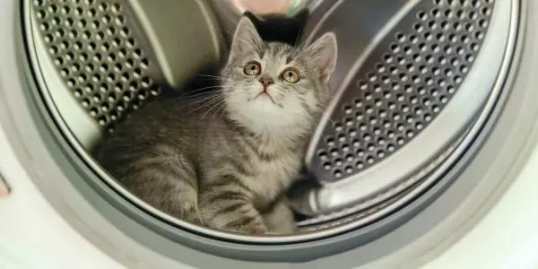 Котёнок ў пральнай машыне