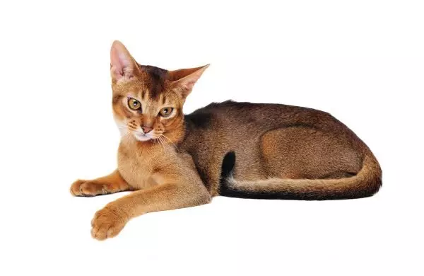 Abyssinian Cot.