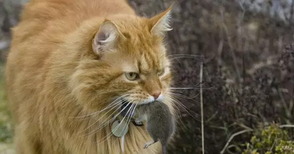 猫用牙齿在牙齿里