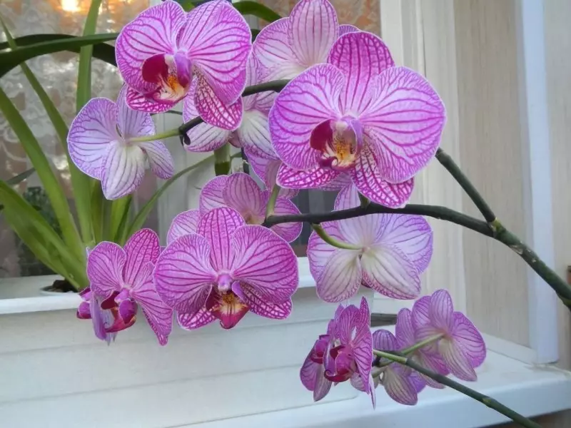 Drie manieren om orchideeën te breken