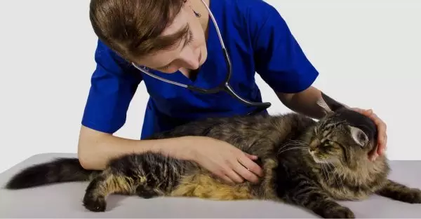 Veterinar ispituje mačku