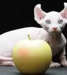 CAT RAD af DOBELF ved siden af ​​Apple