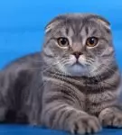 Cat Breed Scottish Fold