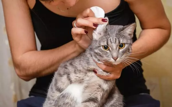 Kat på knæ af en kvinde, der renser sit øre