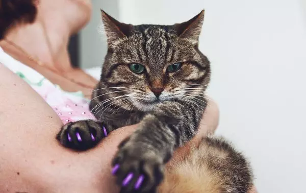 Beschermende caps op klauwen bij de kat, zittend op de handen van een vrouw