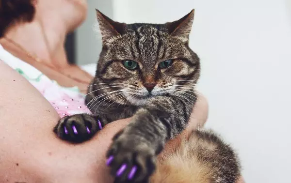 Topi pelindung pada kuku di kucing yang duduk di tangan seorang wanita