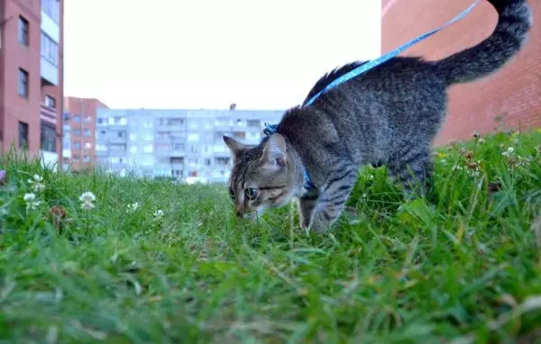 Kā likt uz kaķa kaķis vai kaķis: soli pa solim instrukcijas ar fotoattēliem un video, funkcijas un dizains dažāda veida ķermeņi