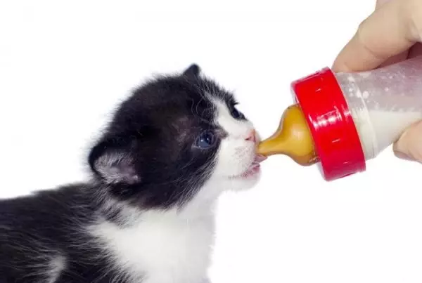 بچه گربه از یک بطری می خورد