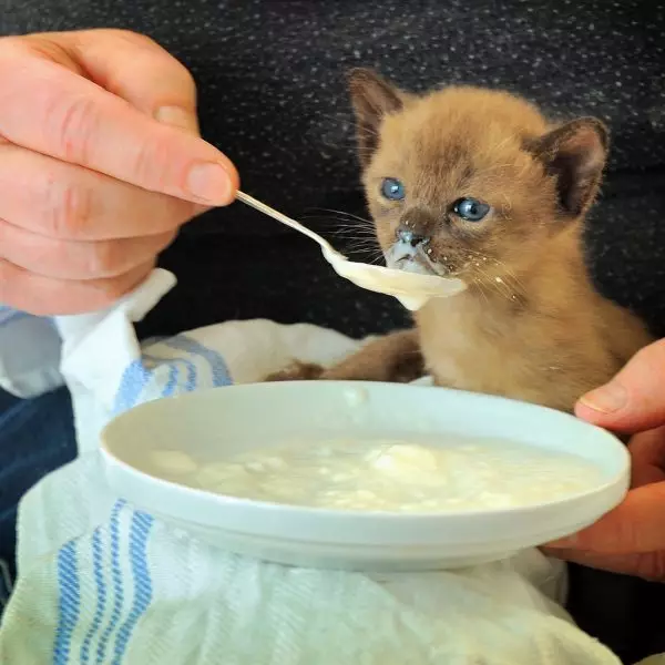 从勺子喂小猫