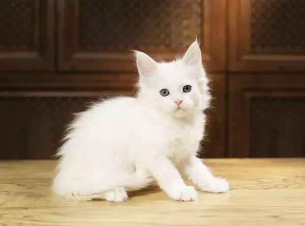 Balts kaķēns