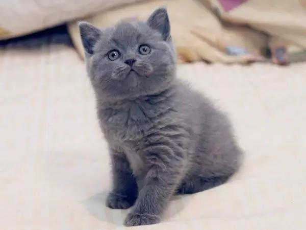 I-Grey Colour Kitten