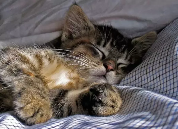 Miegančioji katė