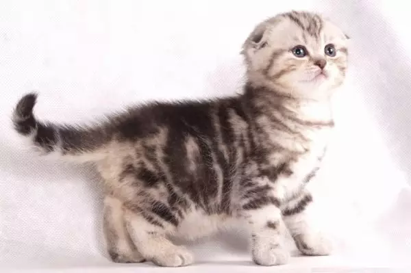 Scotland Kitten