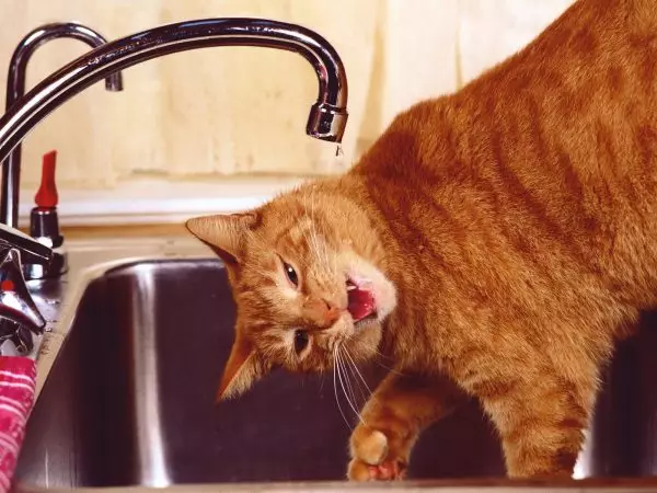 Raudona katė geria vandenį iš krano