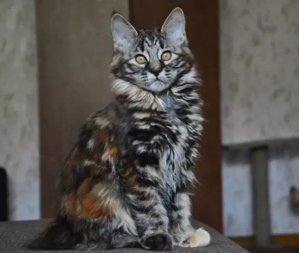 სამთვიანი Kuril Bobtail