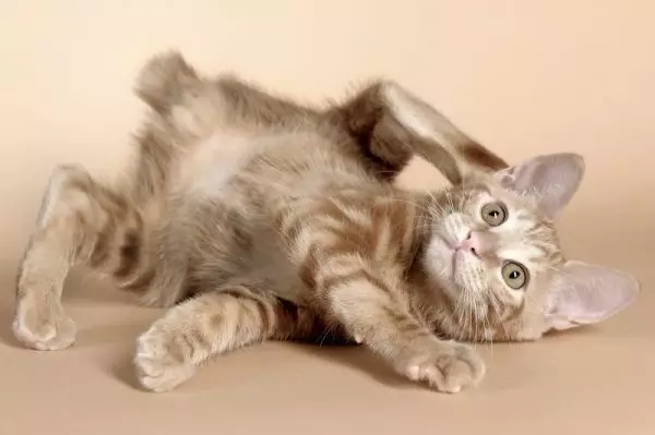 Bobtail Kitten ცრუობს მისი უკან