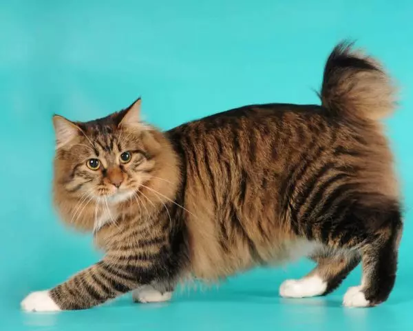 ამერიკული ხანგრძლივი haired bobtail on ფირუზი ფონზე