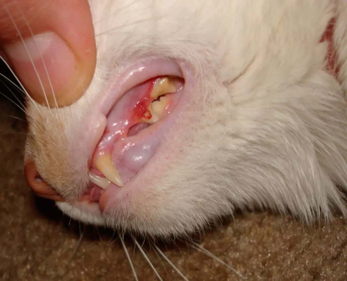 Gingivitis yn in kat