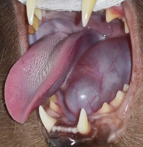 Mukocele salivary gland near the cat