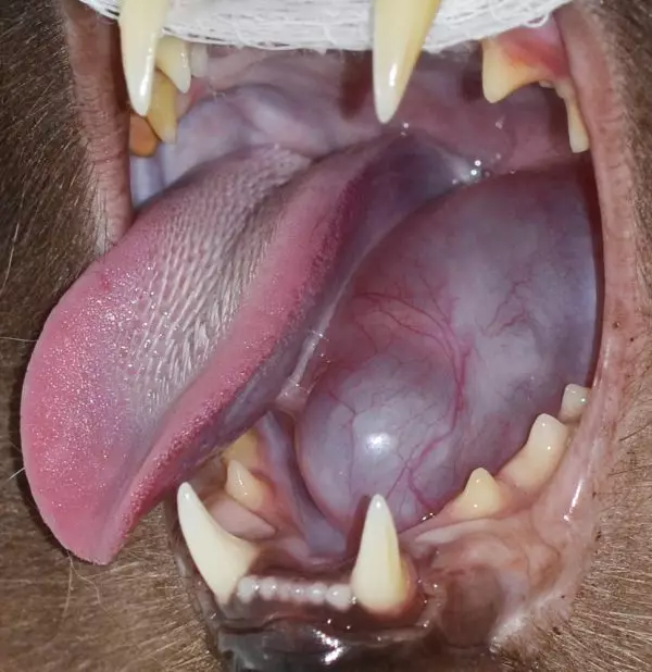 Mukocele Salivary ჯირკვლის ახლოს კატა