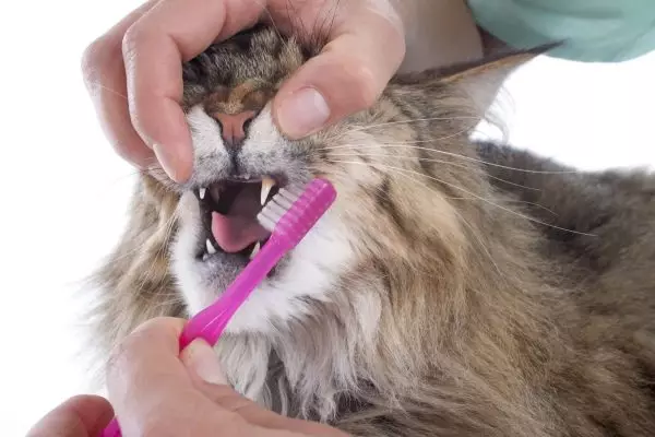 Man cleans his teeth cat