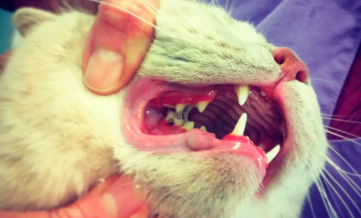Rdečina mačke v mački, racije in kamne na zobeh