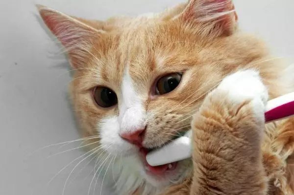 Gato nibbles un cepillo de dentes