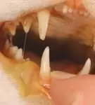 Ukujula kolwelwesi lwe-mucous of the ornal cavity