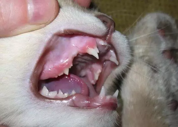 Žaidimo dirginimas keičiant dantis iš kačiuko