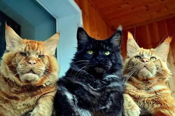 Tri mačke Maine-Kun