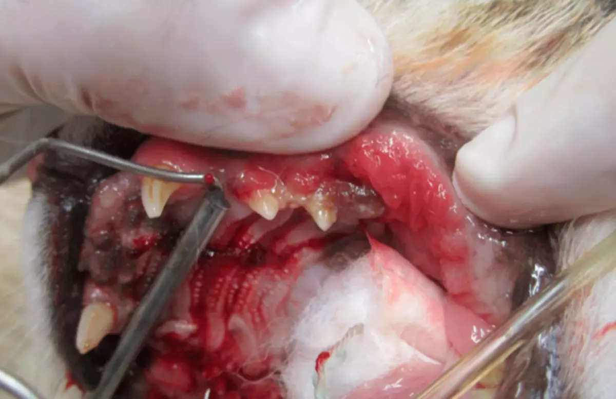 O veterinario abre as enxivas de absceso