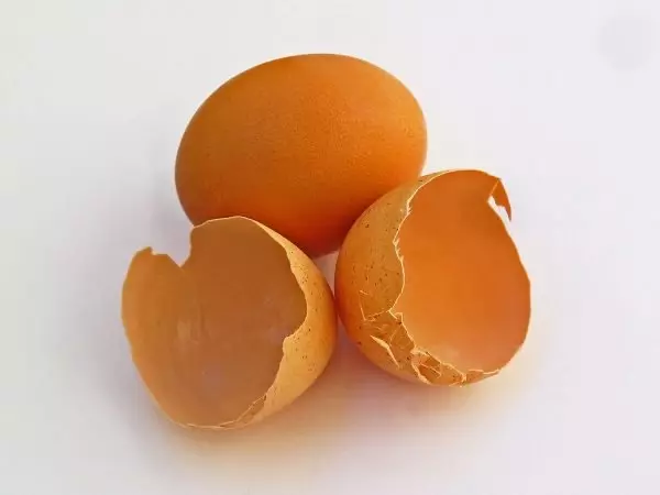 달걀 껍질