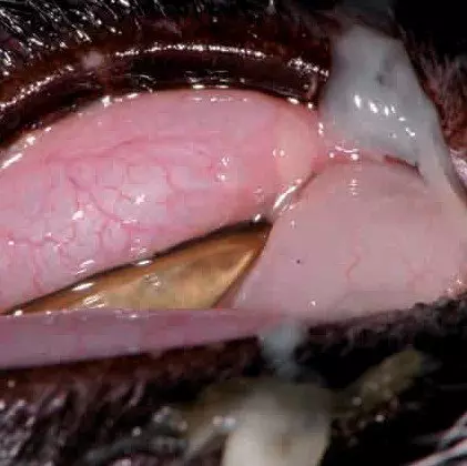 Mucinous purulens kötőhártya a macskán