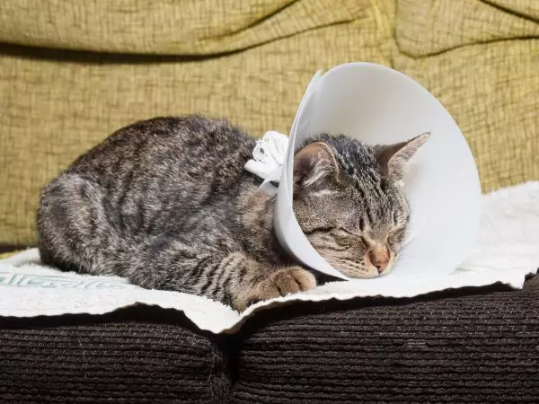 Dritter Augenlid in Katzen: Was ist es, das Foto, die Gründe für ihre Entzündung (einschließlich, wenn sie geschlossen sind), Behandlung und Prävention 4073_15