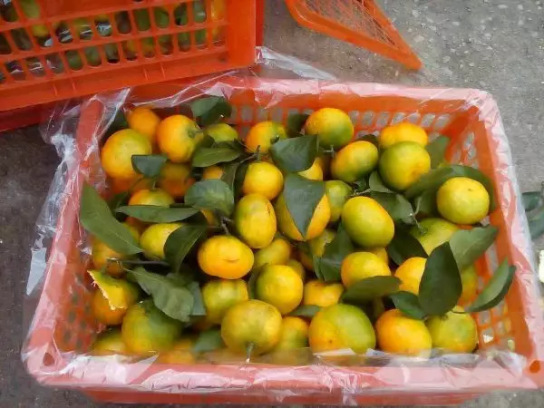 Chinese tangerines.