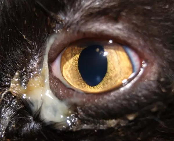 Czarne oczy kota lub kota: przyczyny tego, co robić i co traktować w domu kotek i dorosłe zwierzę, jak spłukać z ropy