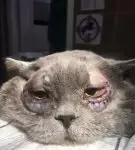 Kochen in Katzen nach der Operation