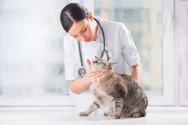 수의사는 고양이를 검사합니다