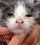 Emisións purulentas de ollos e nariz do gatito