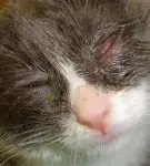 Abundante descarga purulenta dos ollos do gato
