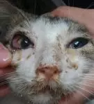 Πυλώδες μάτι και χημασία στη γάτα