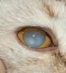 Cornea Eye Cat을 찾아보십시오