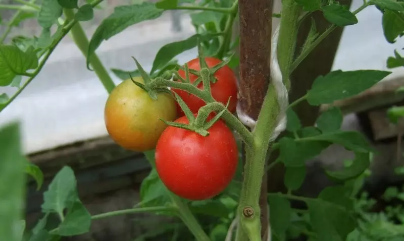 Най-добрите сортове за ранни домати