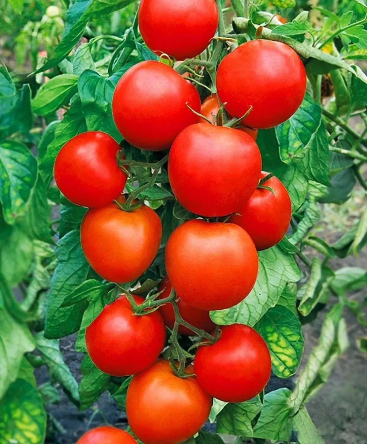最高の早いトマトの品種 4124_2