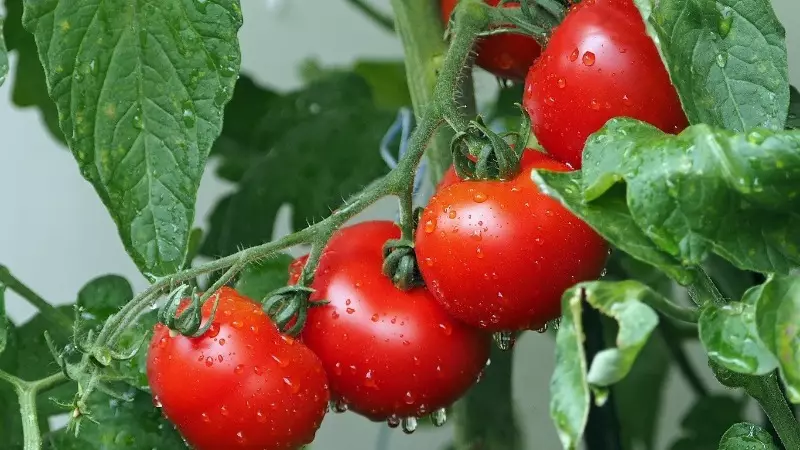 Eng yaxshi erta pomidor navlari 4124_4