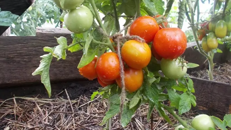 最高の早いトマトの品種 4124_5